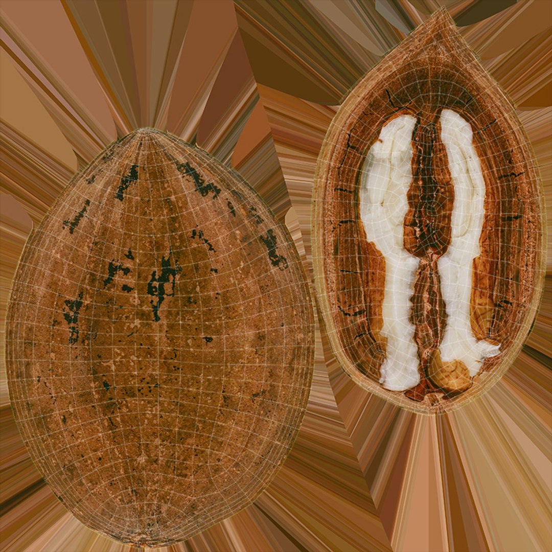 3D Model Pecan Nut Shell Open Collection - TurboSquid 2307447