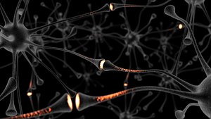 Microglial cell 3D model - TurboSquid 1391776