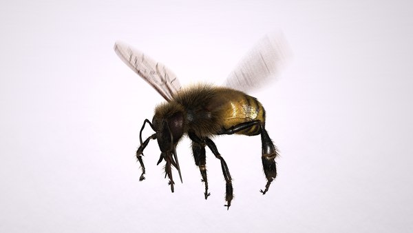 maya honeybee fur animation