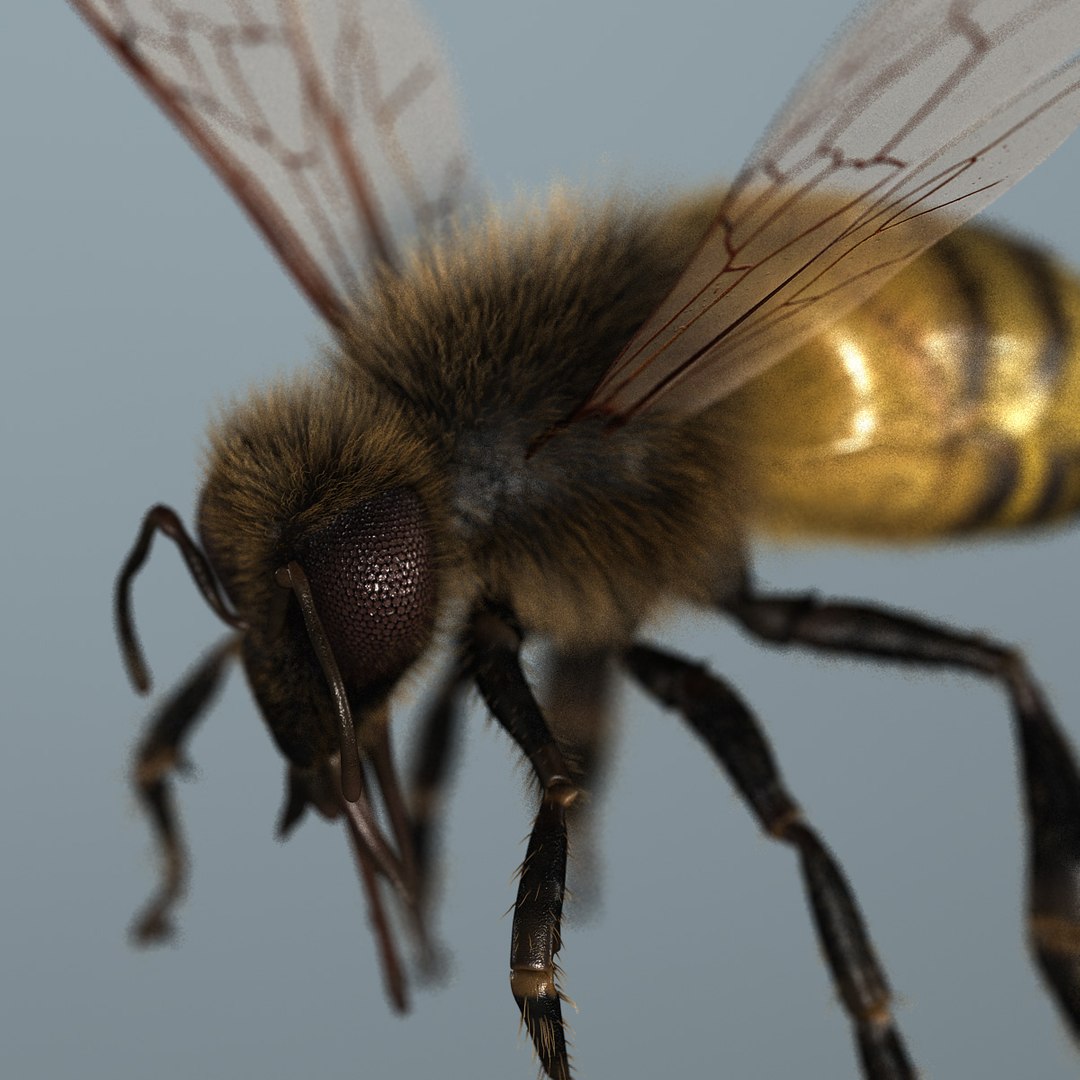 Maya Honeybee Fur Animation