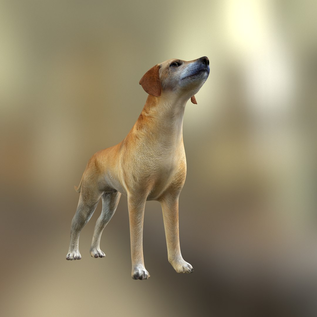 X Dog