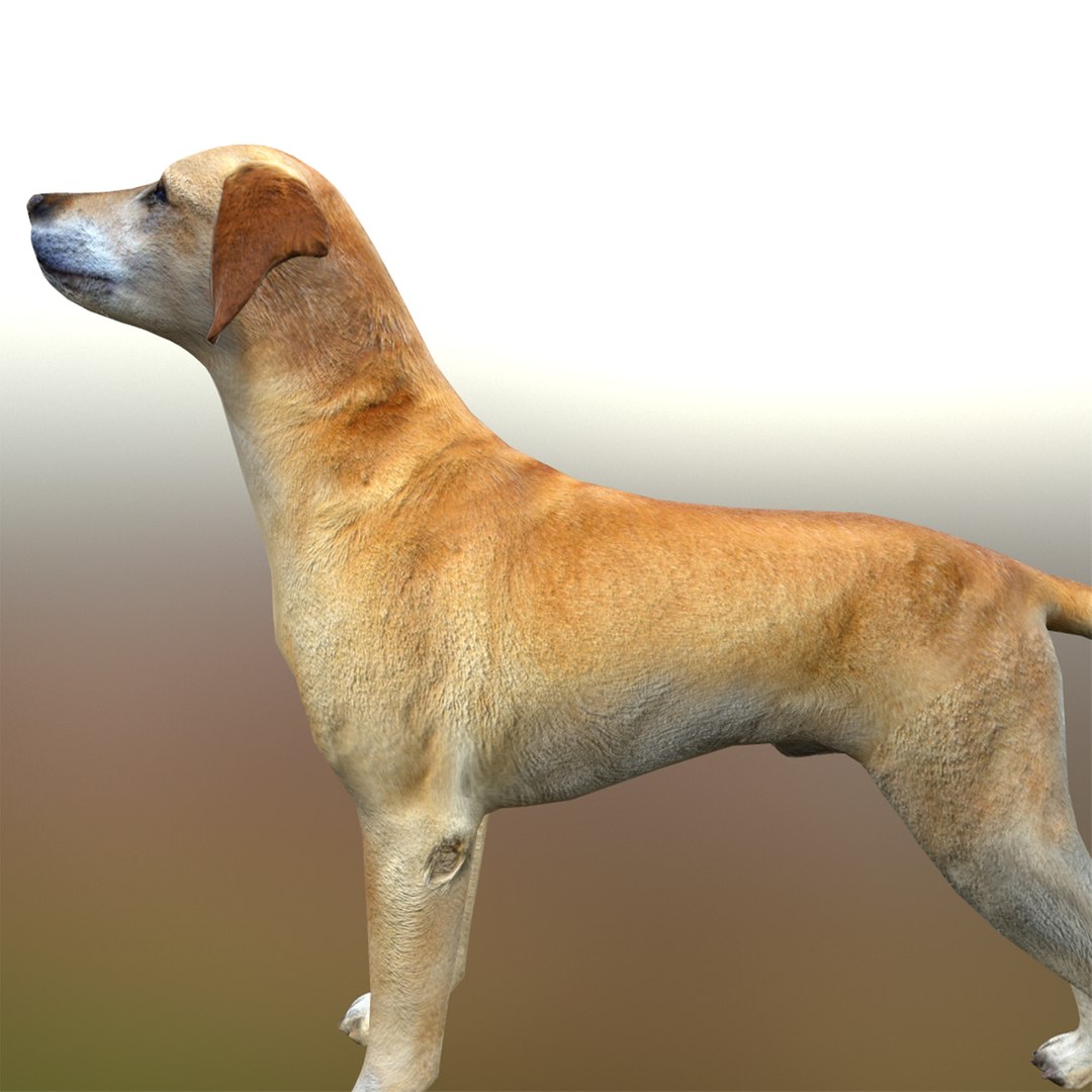 X Dog