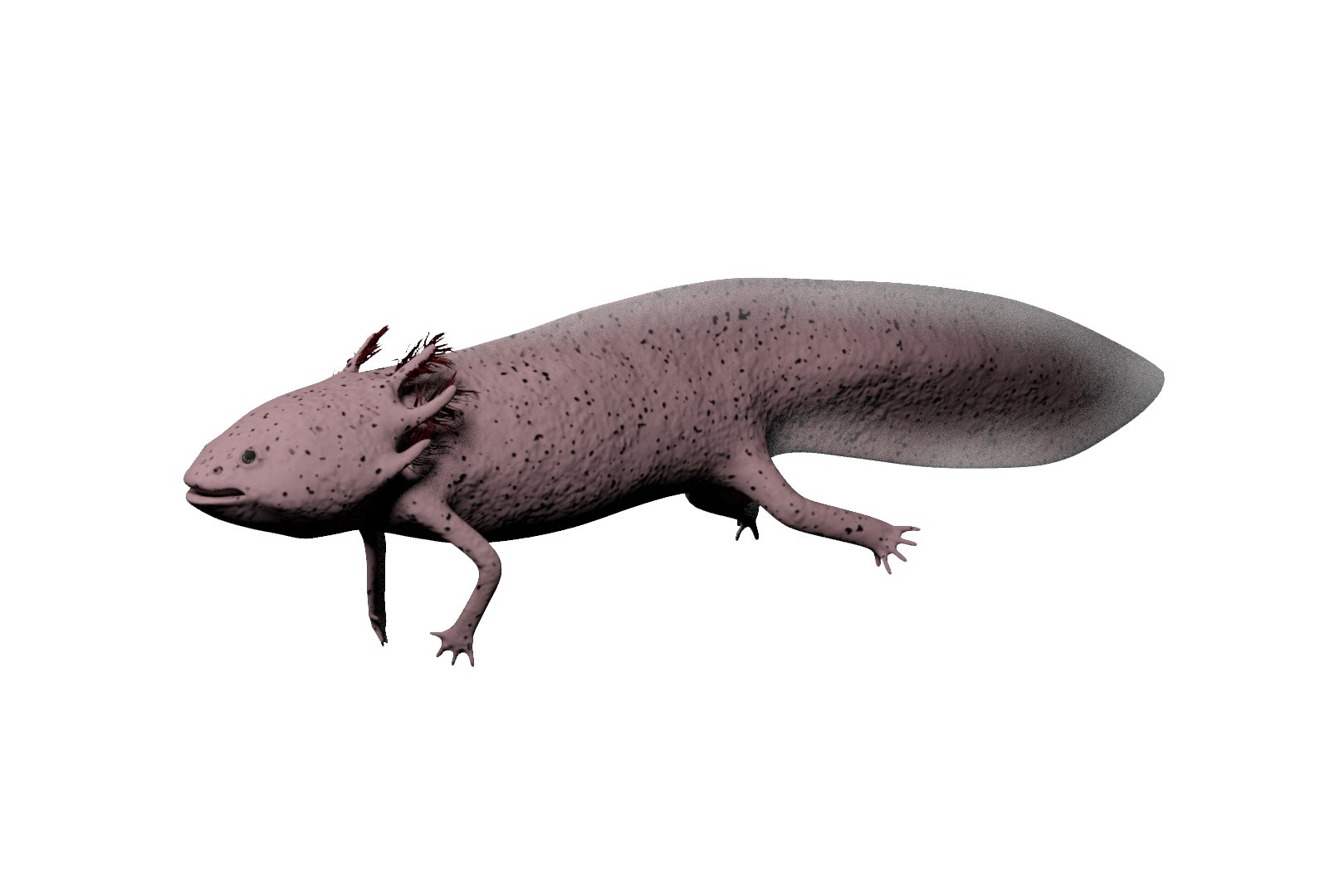 Axolotl 3D Model - TurboSquid 1868404