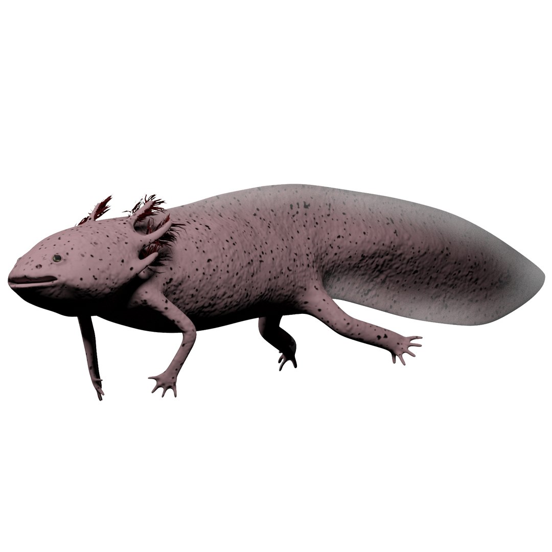 Axolotl 3D Model - TurboSquid 1868404