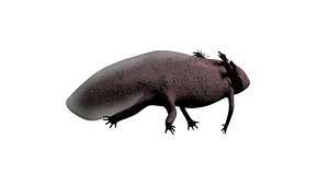 3D Axolotl Models - Browse & Download Formats - TurboSquid