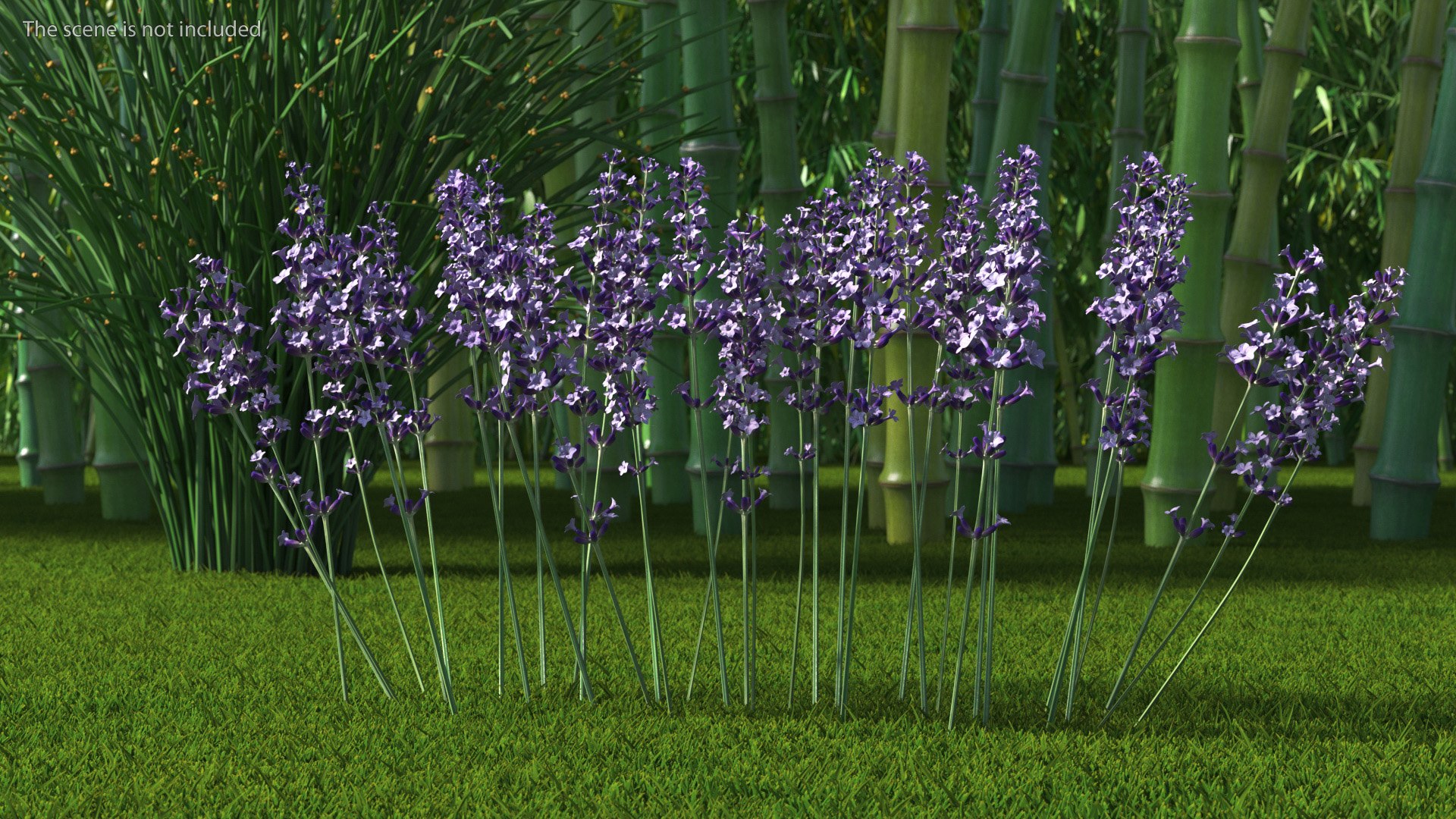 Cluster Of Lavender Flower 3D Model - TurboSquid 2191676