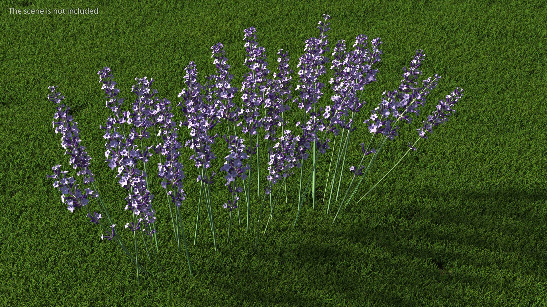 Cluster Of Lavender Flower 3D Model - TurboSquid 2191676