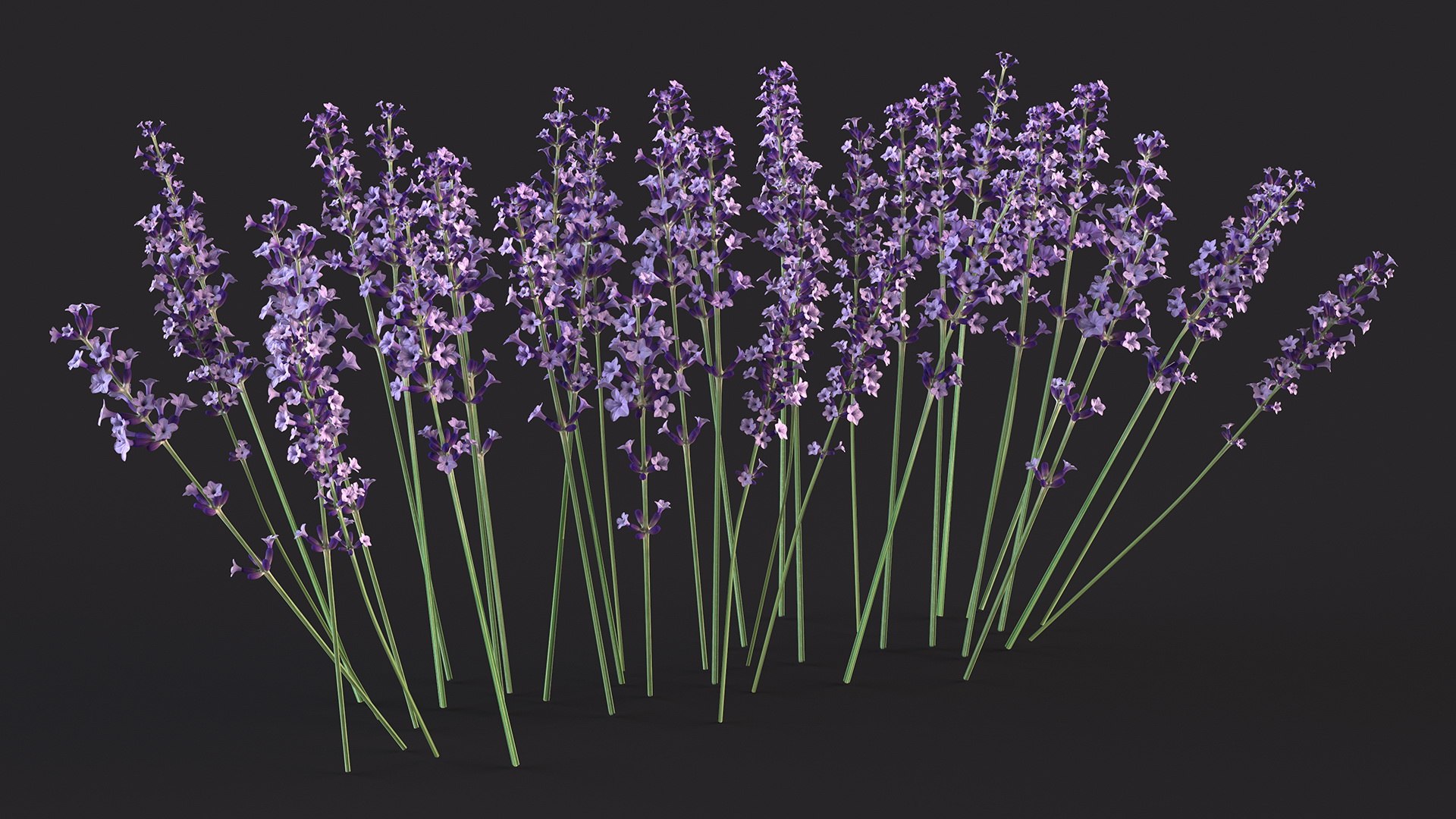 Cluster Of Lavender Flower 3D Model - TurboSquid 2191676