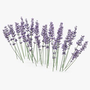 3D English Lavender Models - Browse & Download Formats - TurboSquid
