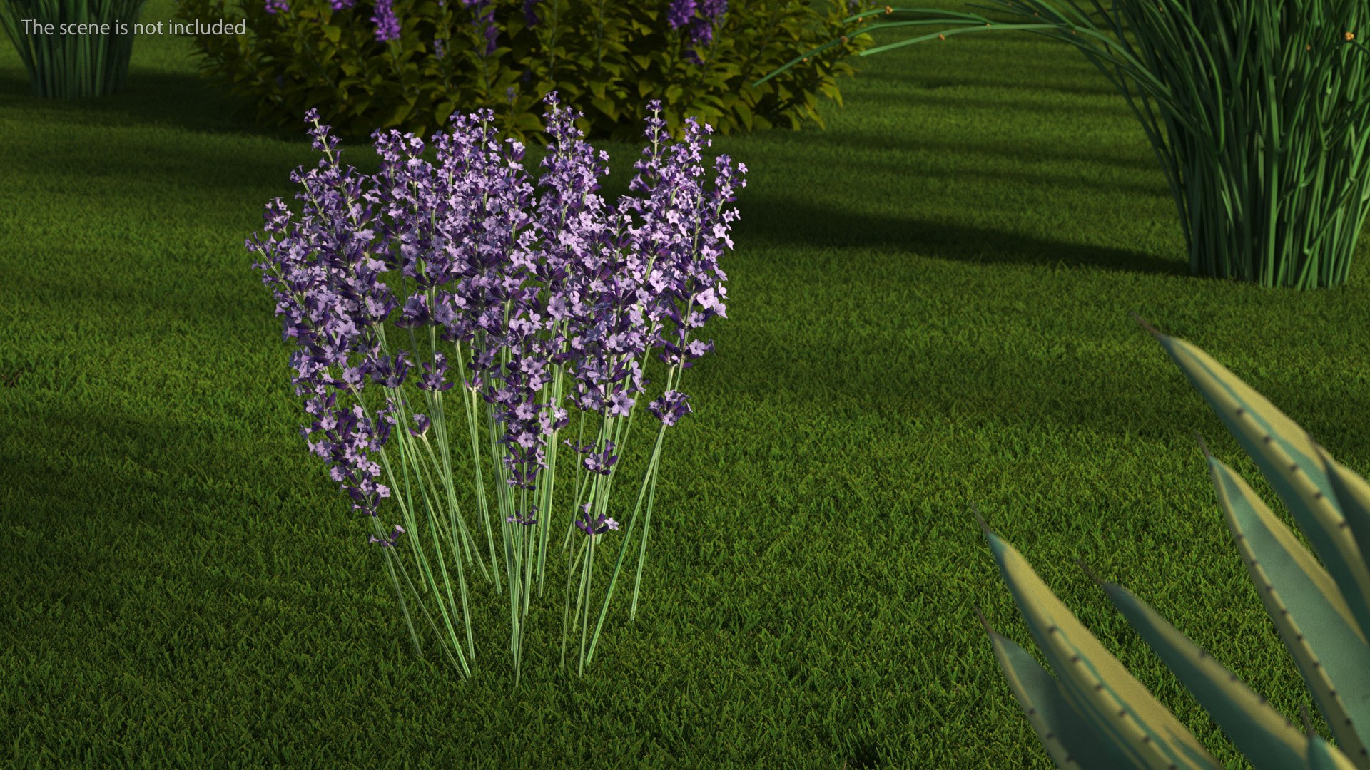 Cluster Of Lavender Flower 3D Model - TurboSquid 2191676