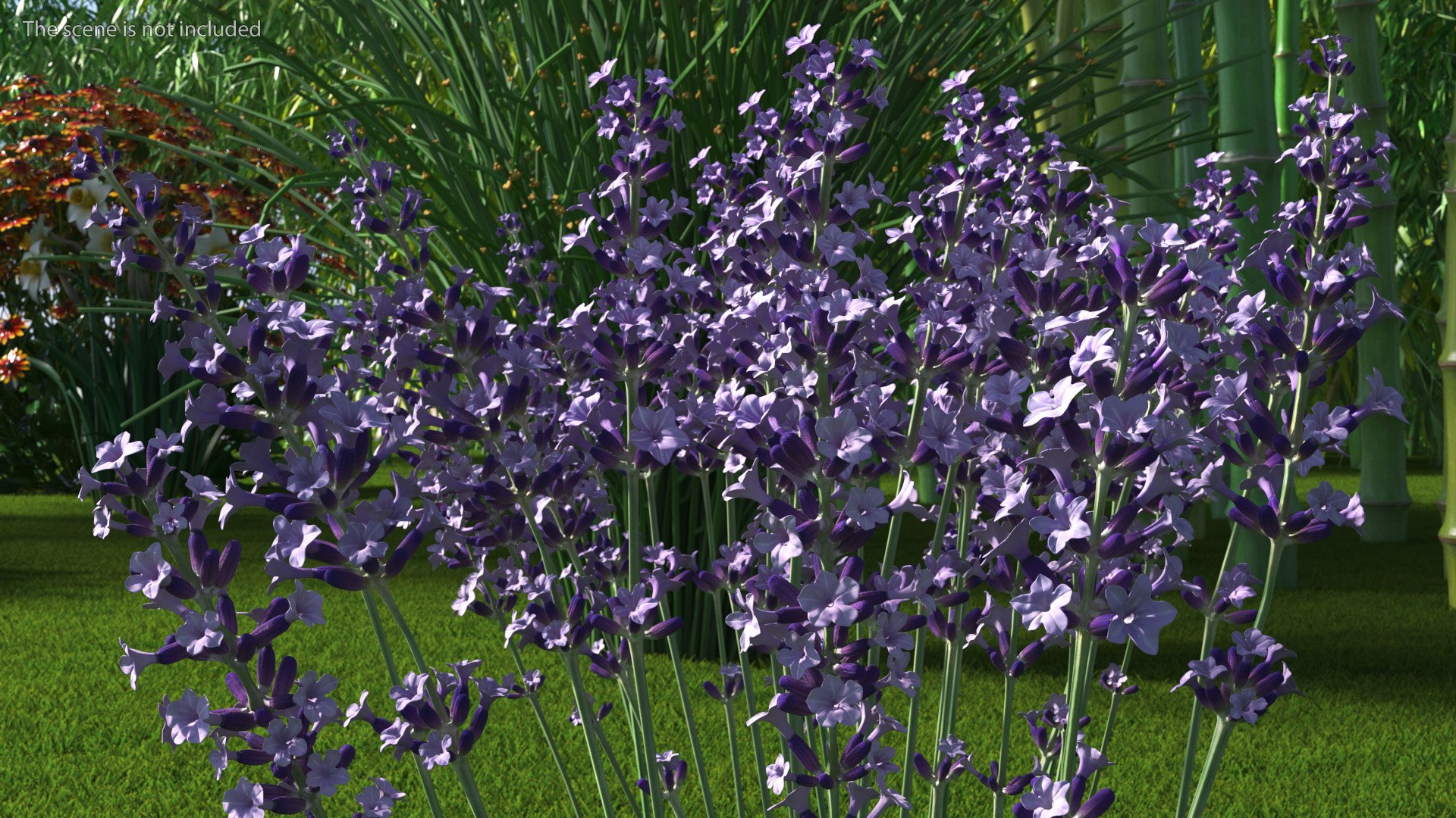 Cluster Of Lavender Flower 3D Model - TurboSquid 2191676