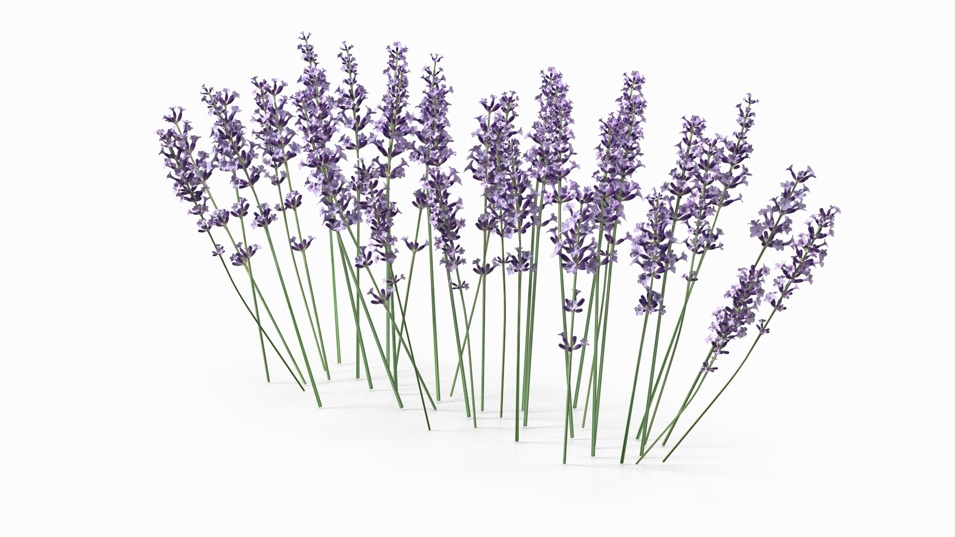 Cluster Of Lavender Flower 3D Model - TurboSquid 2191676