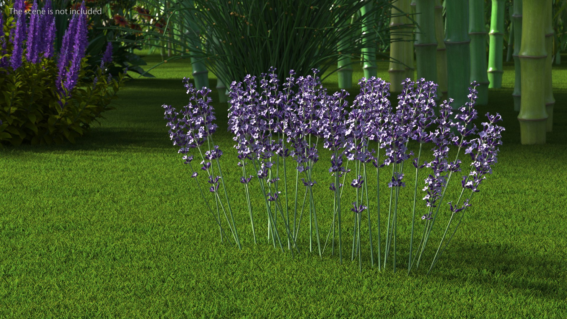 Cluster Of Lavender Flower 3D Model - TurboSquid 2191676