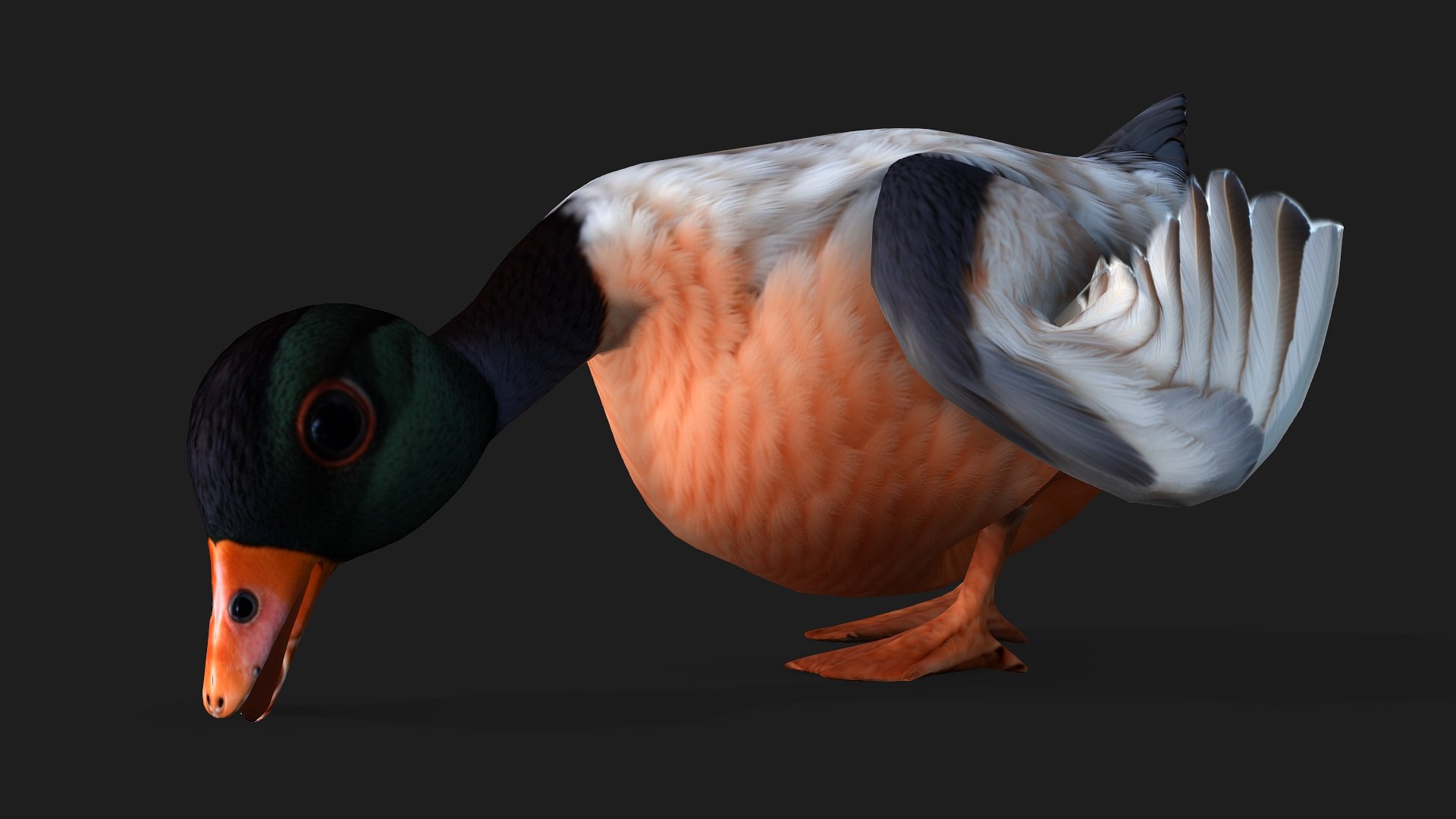 3D Duck-A6 - TurboSquid 2430200