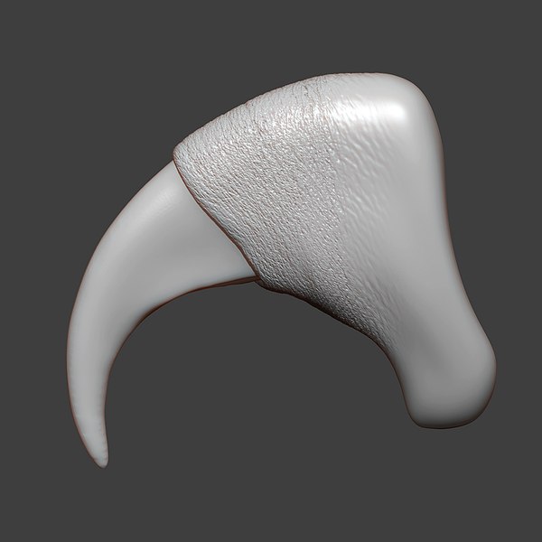 3D Claw Models | TurboSquid