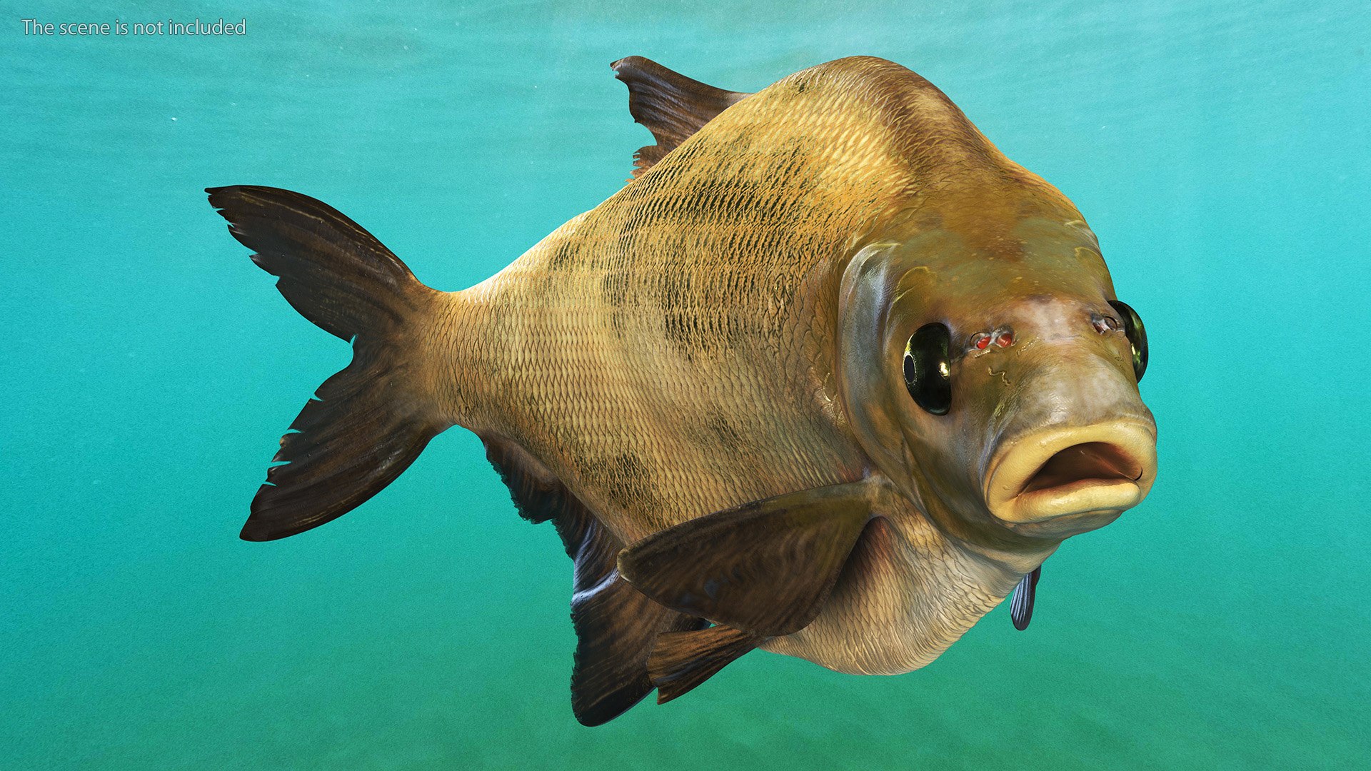 3D Model Bronze Bream Fish Rigged For Maya - TurboSquid 2164609
