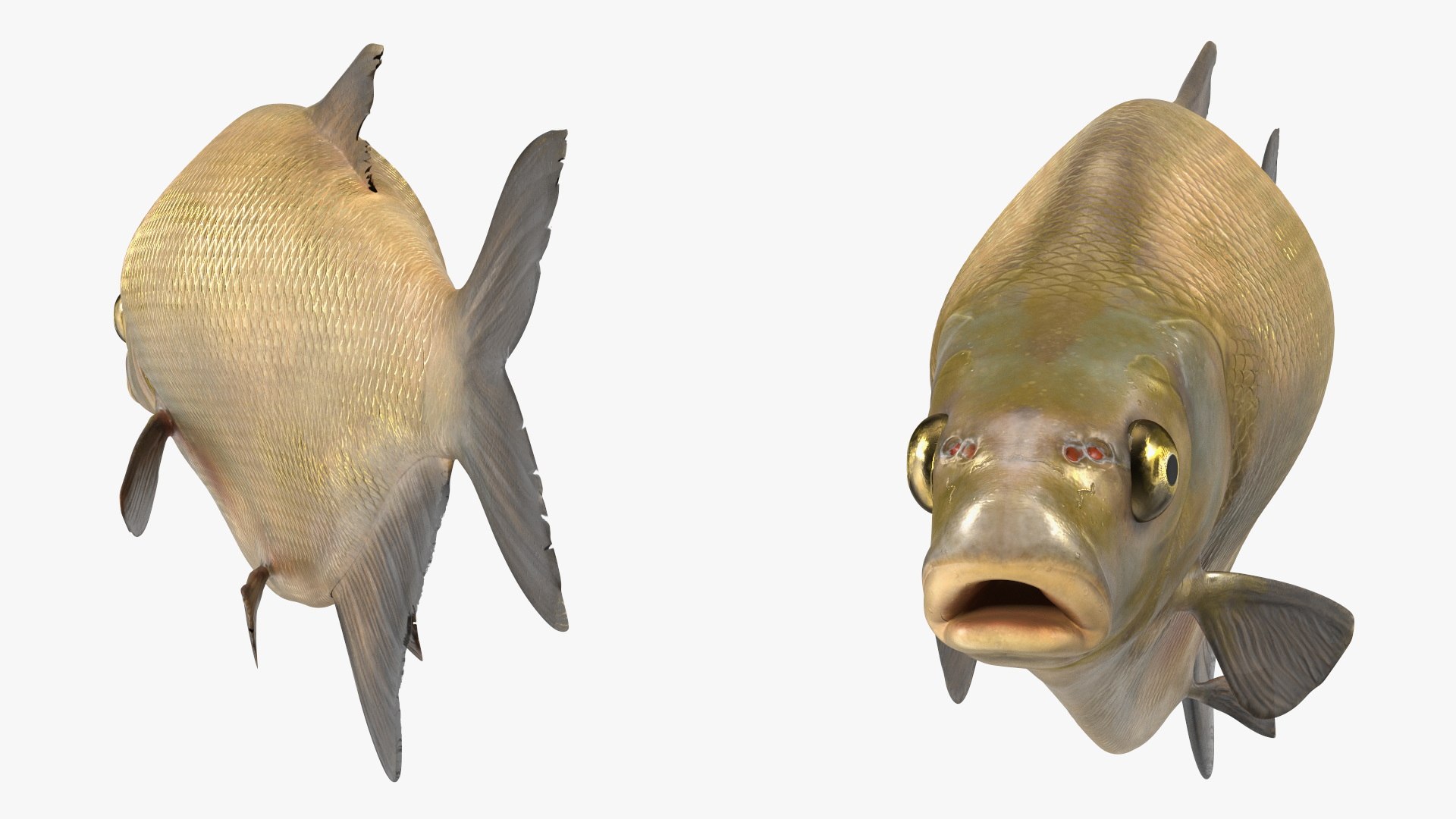 3D Model Bronze Bream Fish Rigged For Maya - TurboSquid 2164609