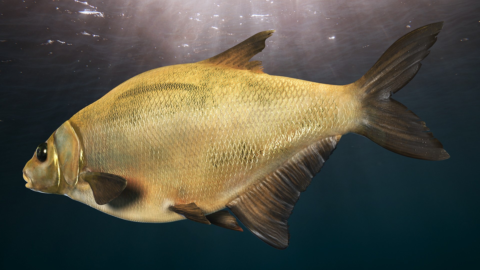 3D Model Bronze Bream Fish Rigged For Maya - TurboSquid 2164609