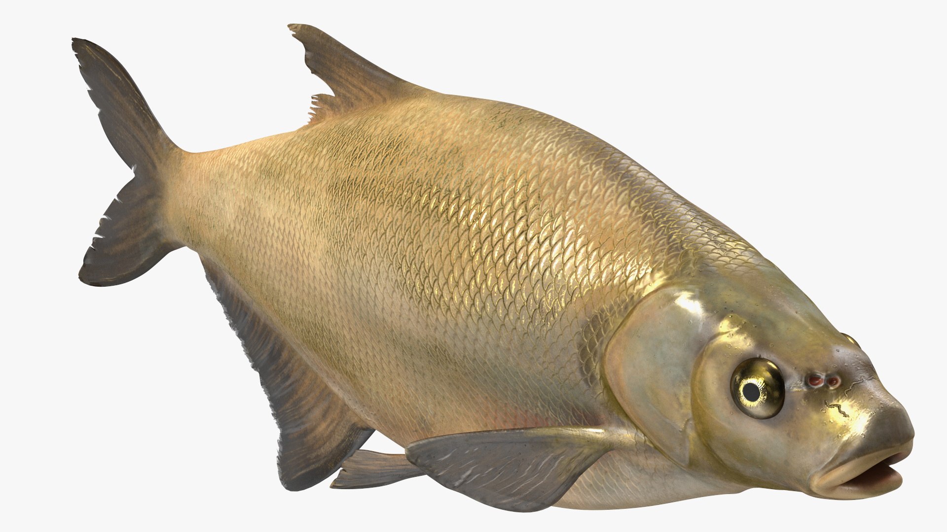 3D Model Bronze Bream Fish Rigged For Maya - TurboSquid 2164609