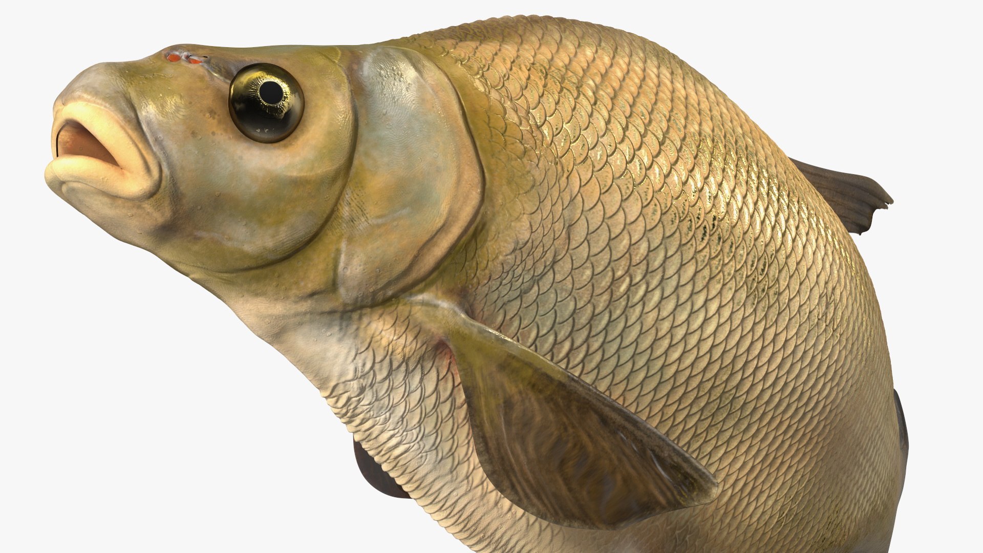 3D Model Bronze Bream Fish Rigged For Maya - TurboSquid 2164609