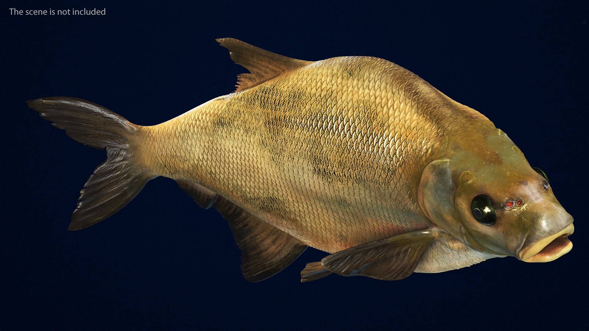 3D Model Bronze Bream Fish Rigged For Maya - TurboSquid 2164609