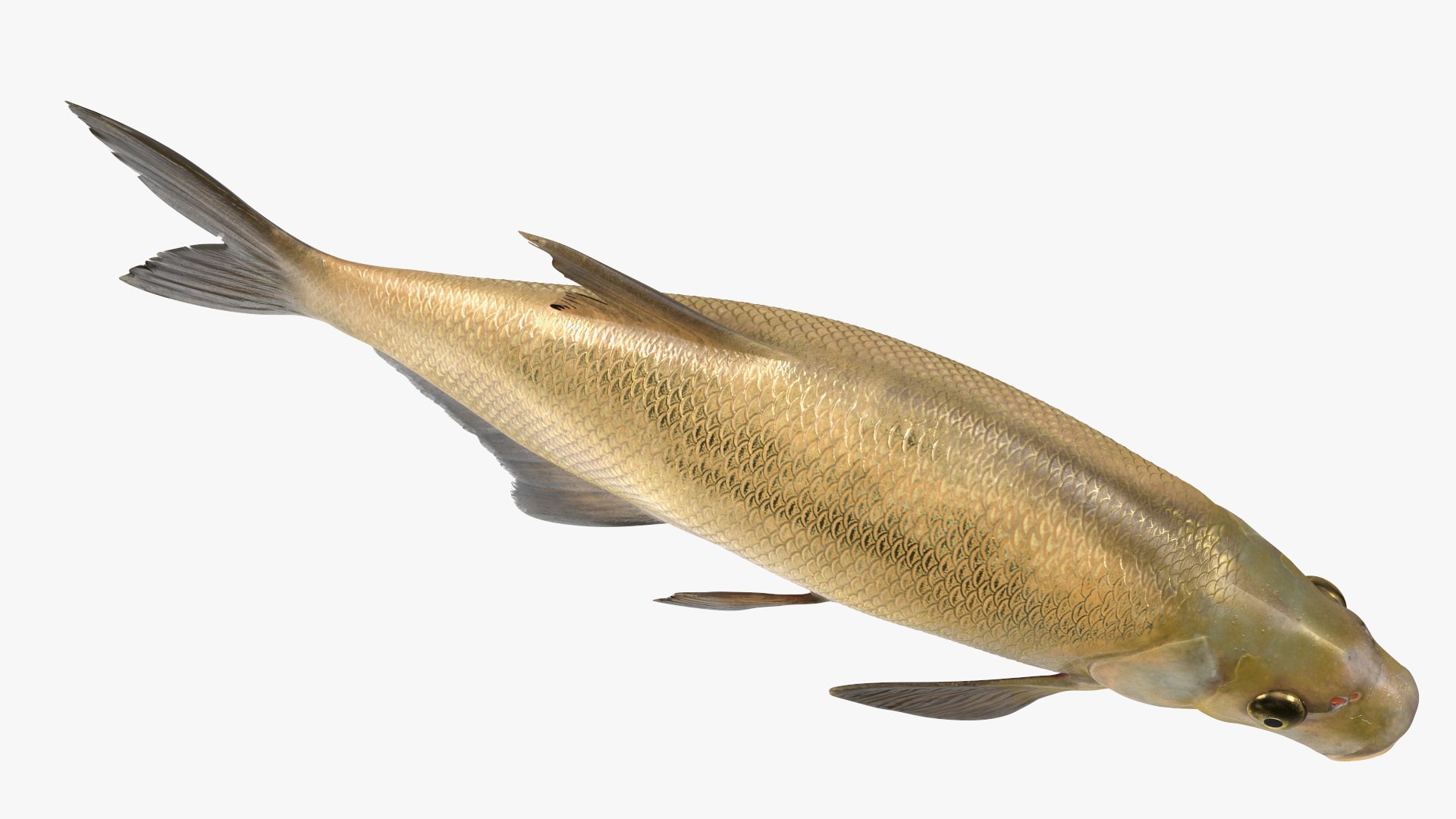 3D Model Bronze Bream Fish Rigged For Maya - TurboSquid 2164609