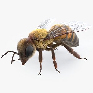 3D Bee Models - Browse & Download Formats - TurboSquid
