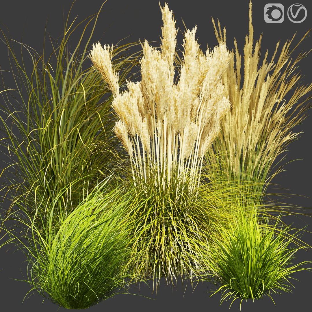 modelo 3d Collection plant vol 408 - grass - outdoor Switchgrass ...