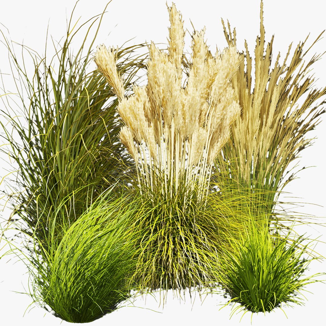Collection plant vol 408 - grass - outdoor Switchgrass - Northwind ...