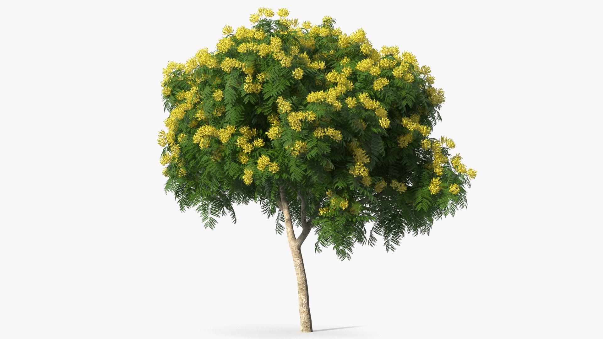 Yellow Flame Tree Flowers 3D Model - TurboSquid 1704923
