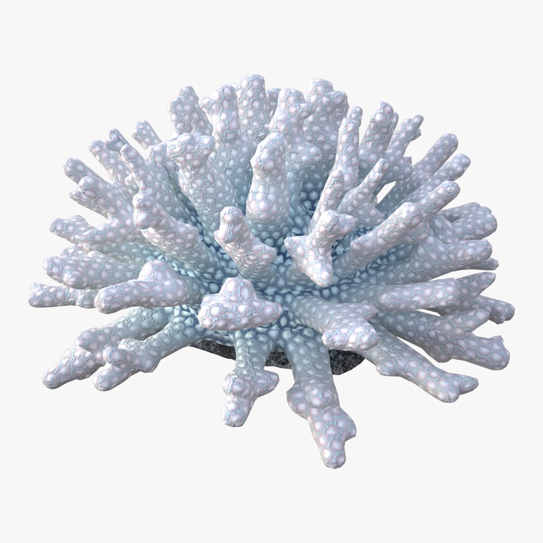 Coral Acropora V4 3D - TurboSquid 1252248