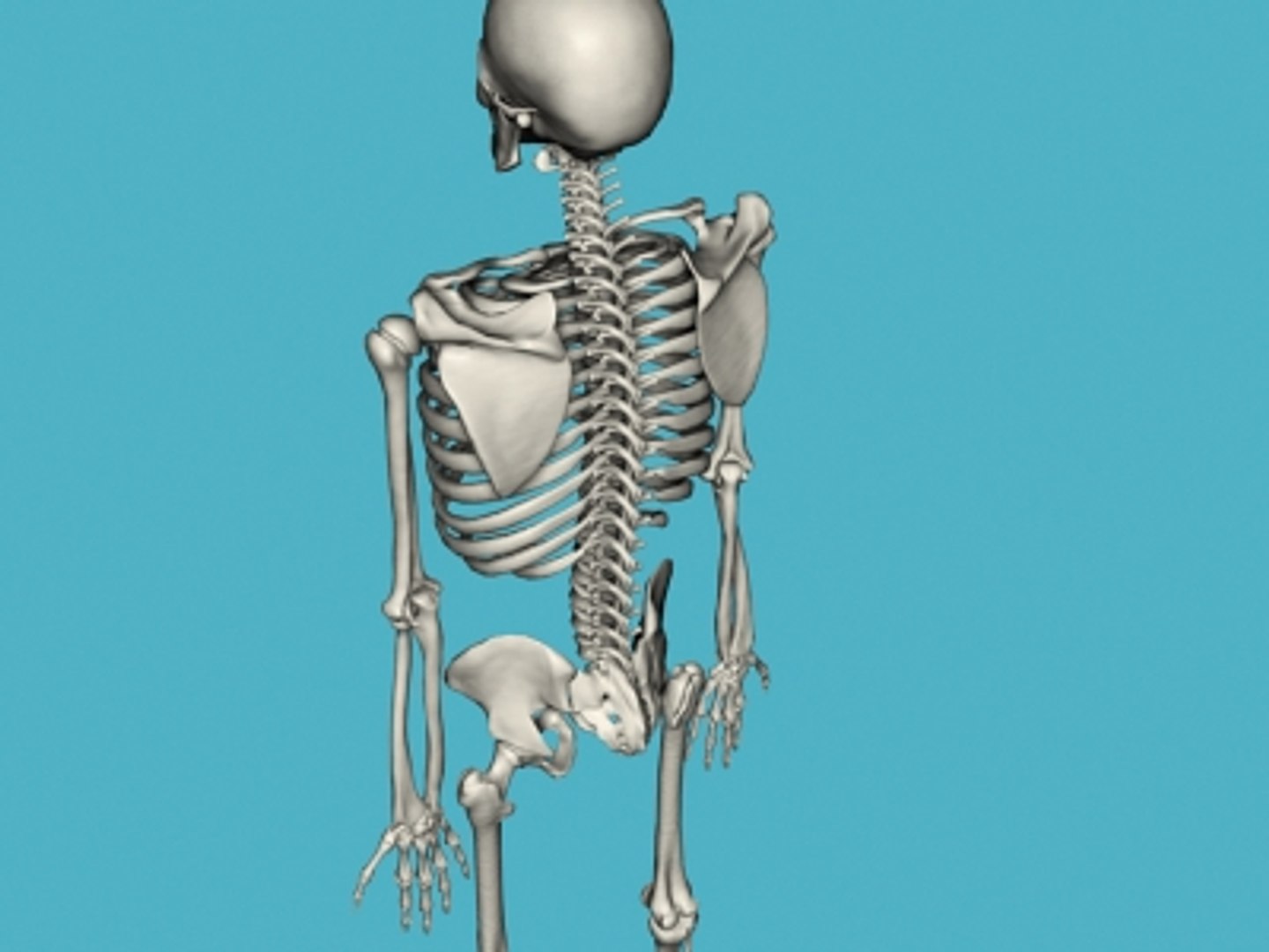 Bones Skeleton 3d Model