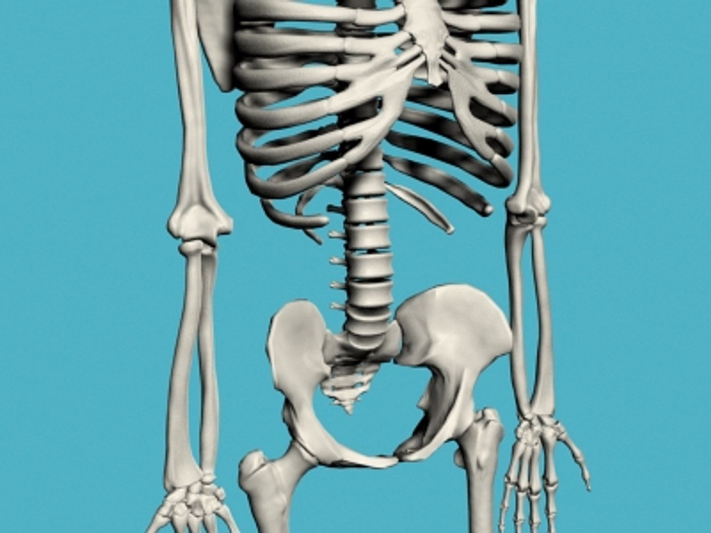 Bones Skeleton 3d Model
