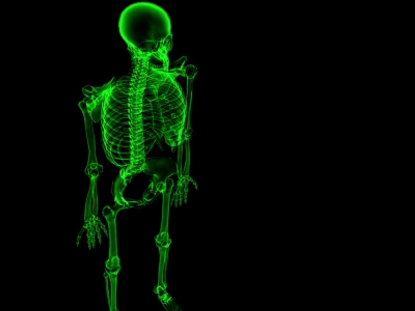 Bones Skeleton 3d Model