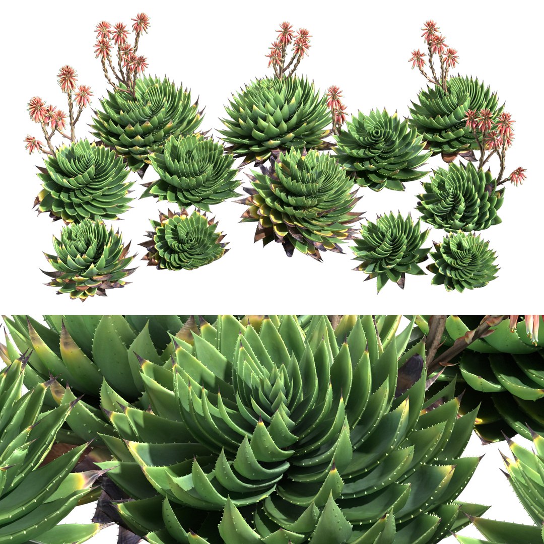 Aloe Polyphylla - Spiral Aloe 3D Model - TurboSquid 1903341