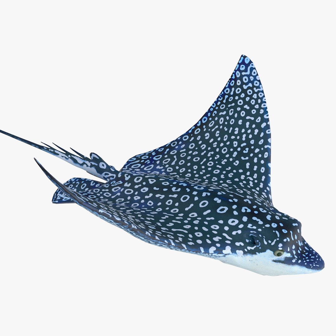 3D Spotted Eagle Ray - TurboSquid 2239471