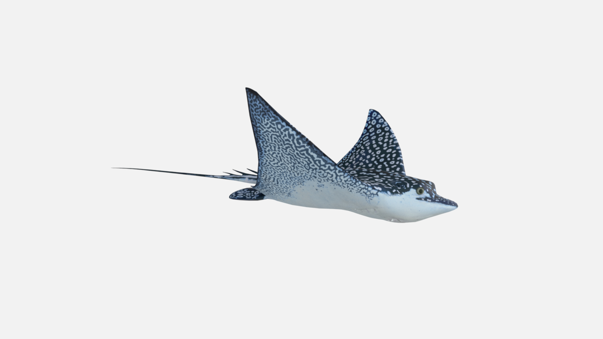 3D Spotted Eagle Ray - TurboSquid 2239471