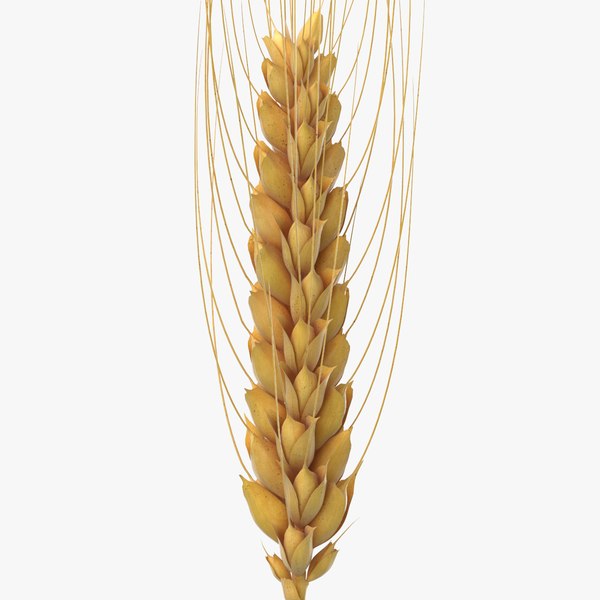 3D Wheat Models | TurboSquid