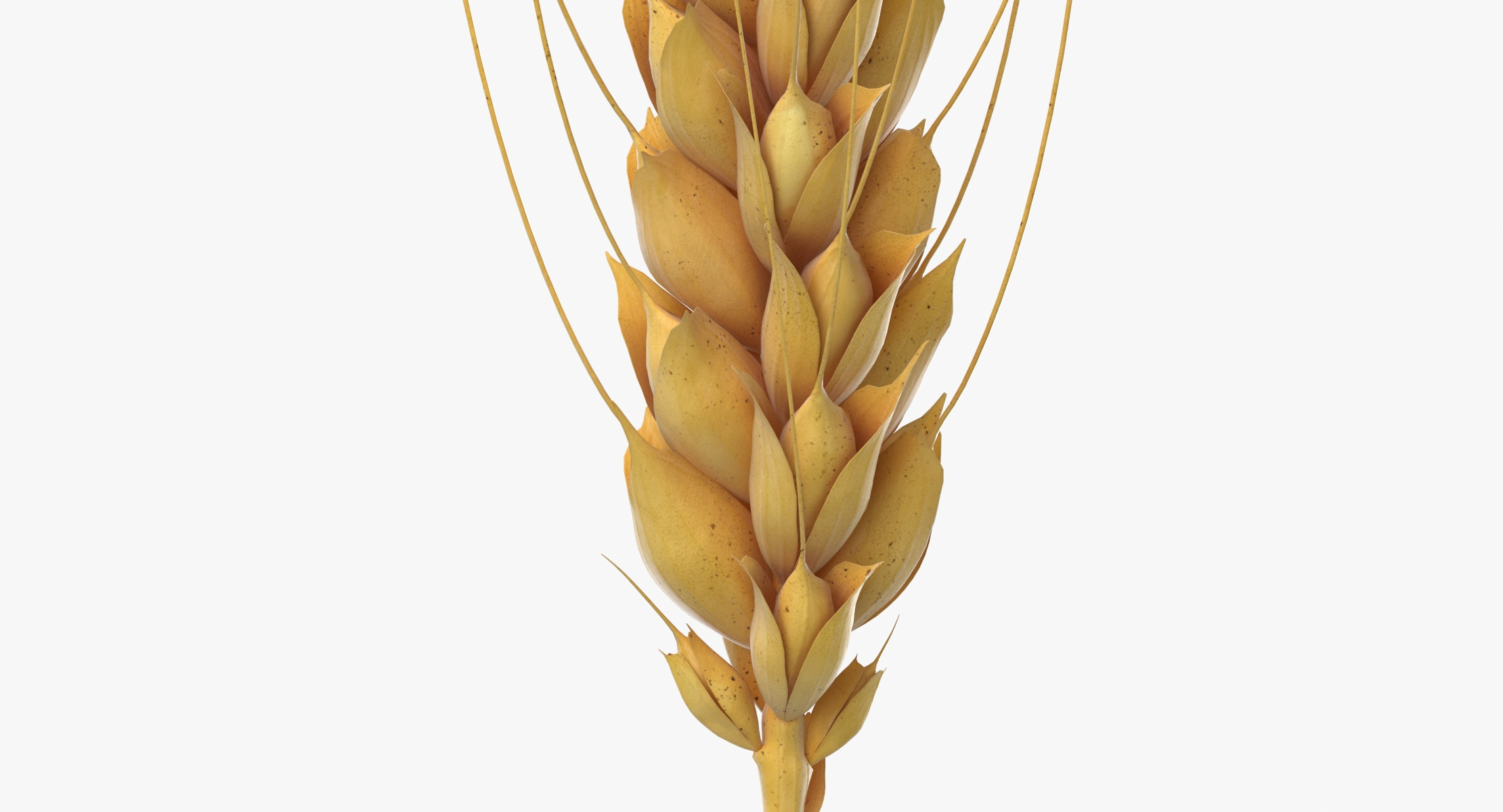 3D model wheat branch 02 - TurboSquid 1695549