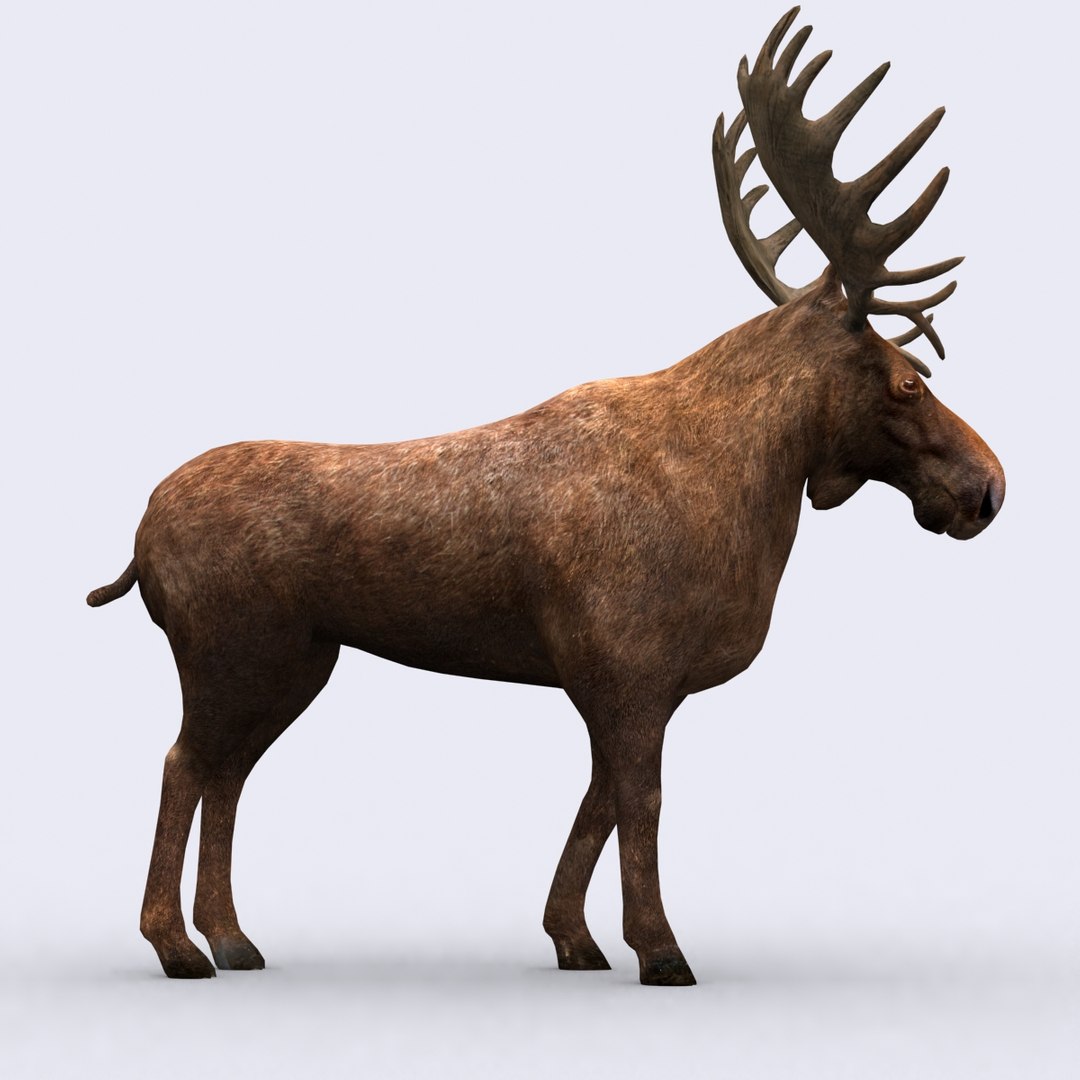 wild animal - moose 3d model