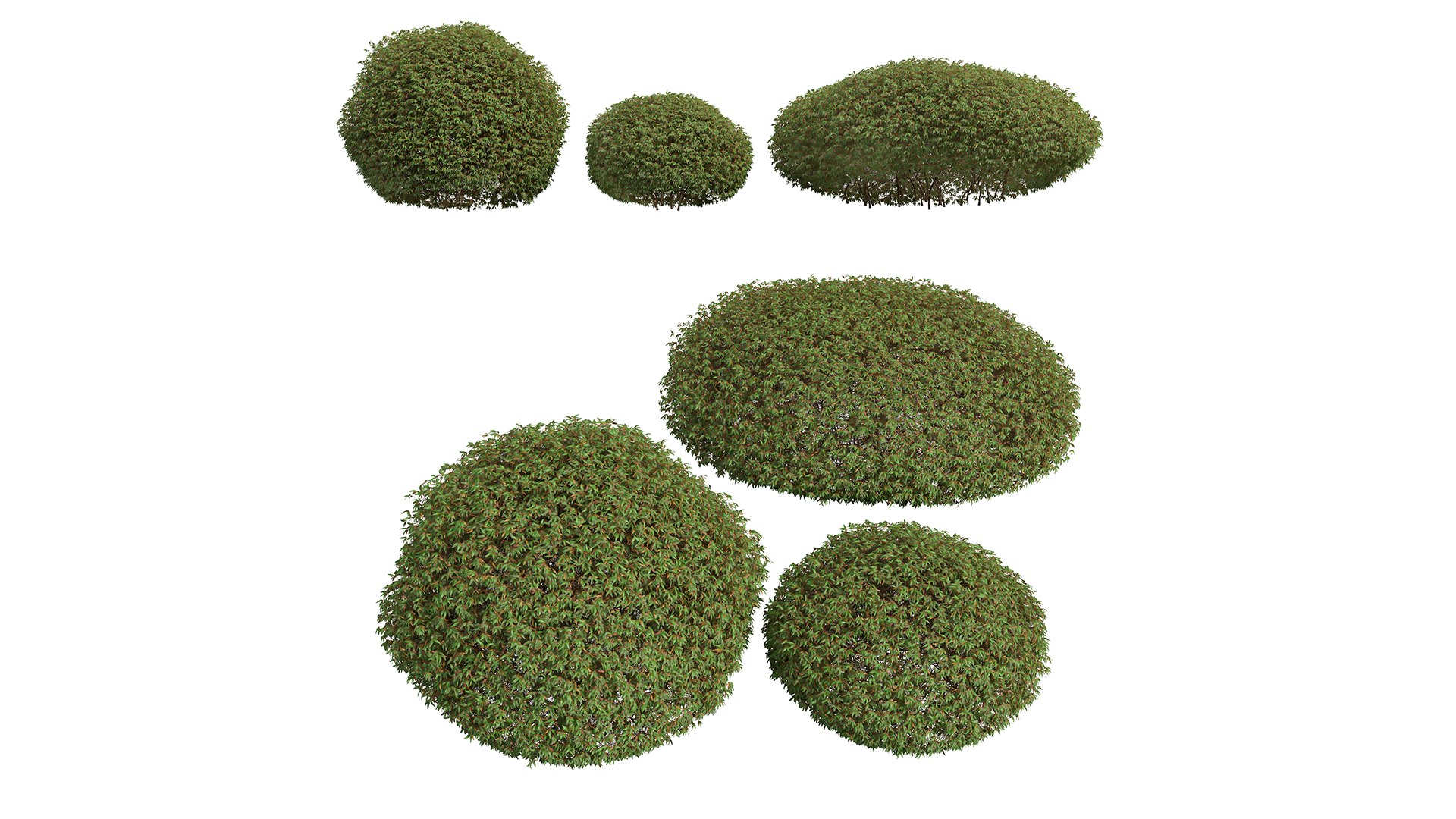 New Plant High Detail Pyrrosia Lingua Hedge Sphere 3D Model ...