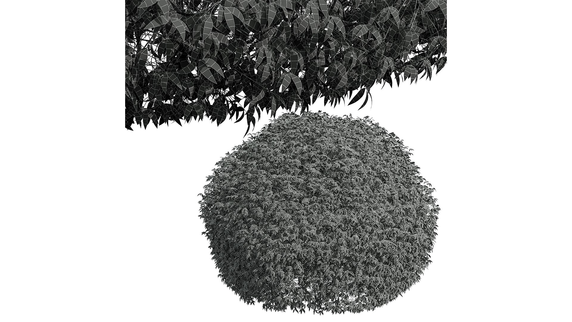 New Plant High Detail Pyrrosia Lingua Hedge Sphere 3D Model ...