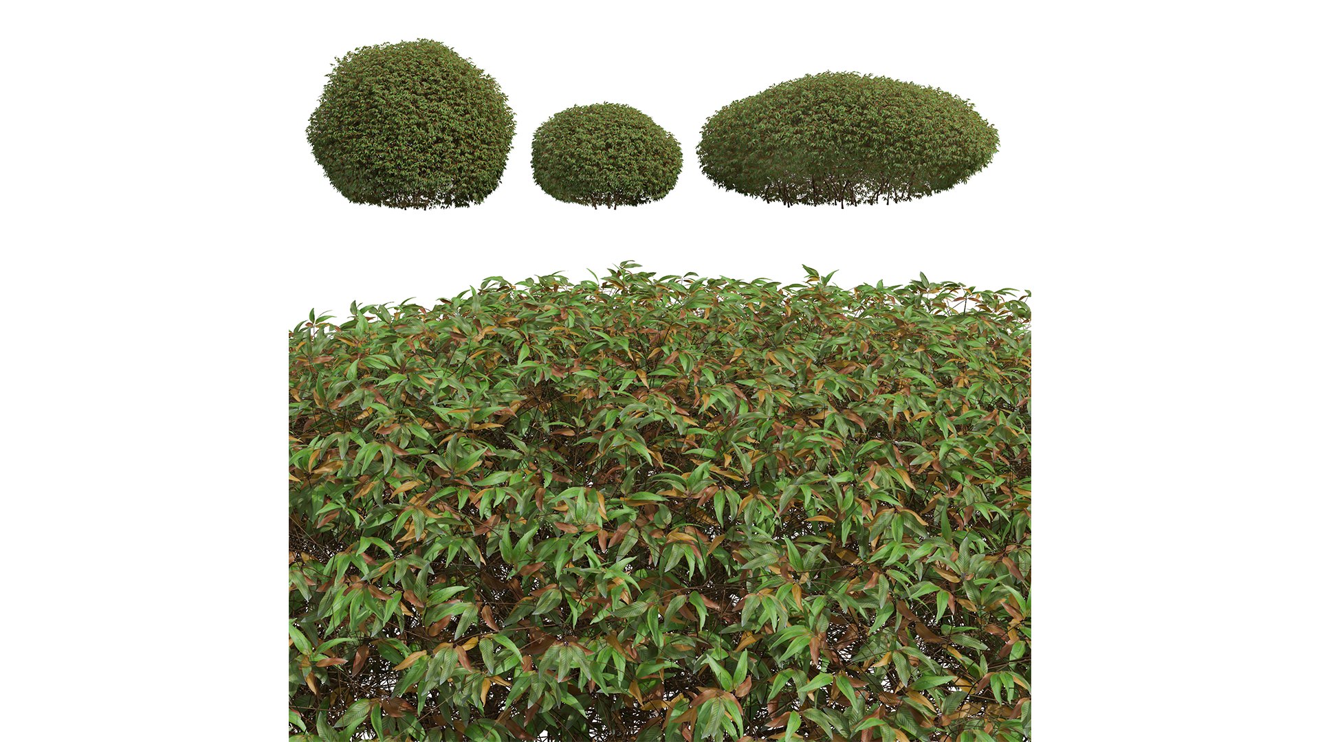 New Plant High Detail Pyrrosia Lingua Hedge Sphere 3D Model ...