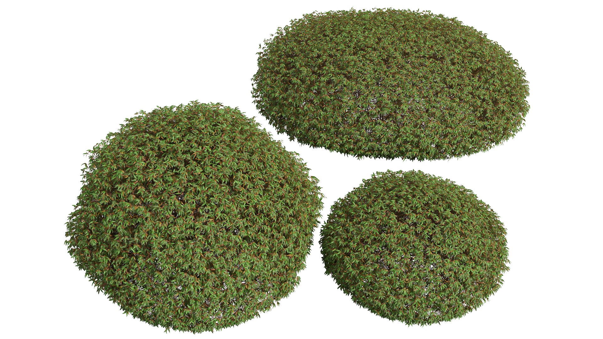 New Plant High Detail Pyrrosia Lingua Hedge Sphere 3D Model ...