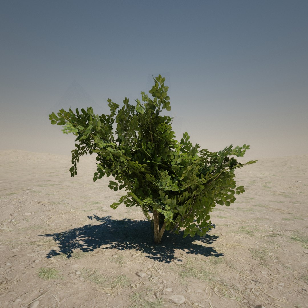 3d model medium bush