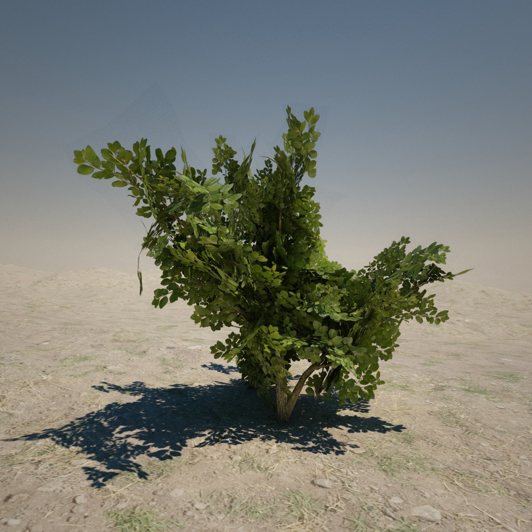 3d model medium bush