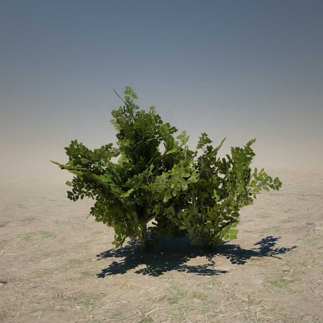 3d model medium bush