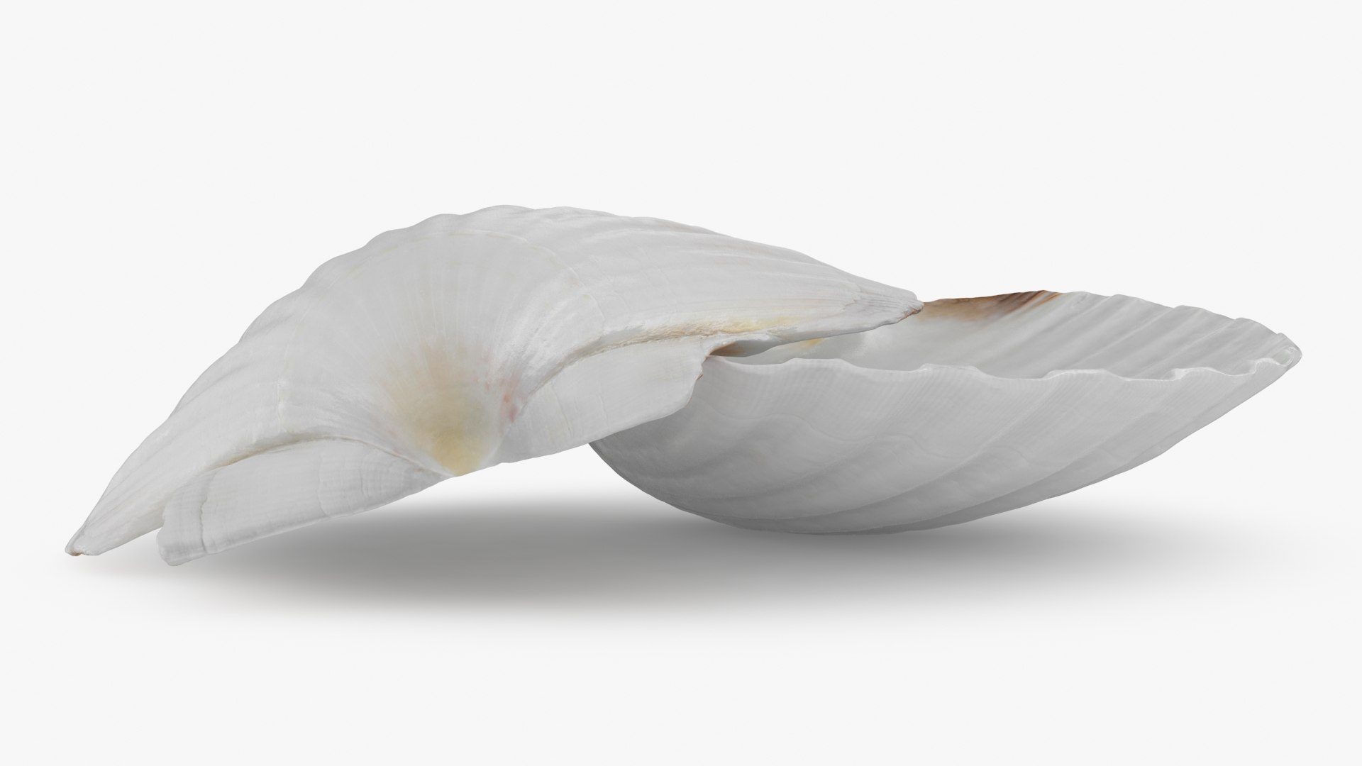 Clam Shell 03 Pose 2 3D - TurboSquid 2269923