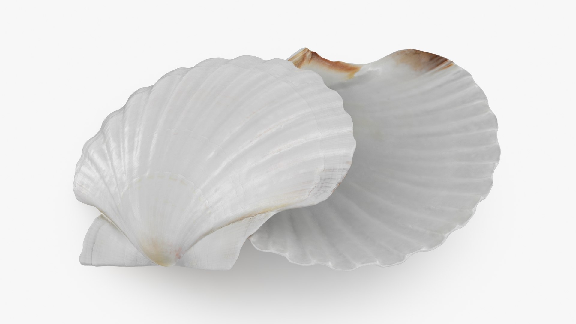 Clam Shell 03 Pose 2 3D - TurboSquid 2269923