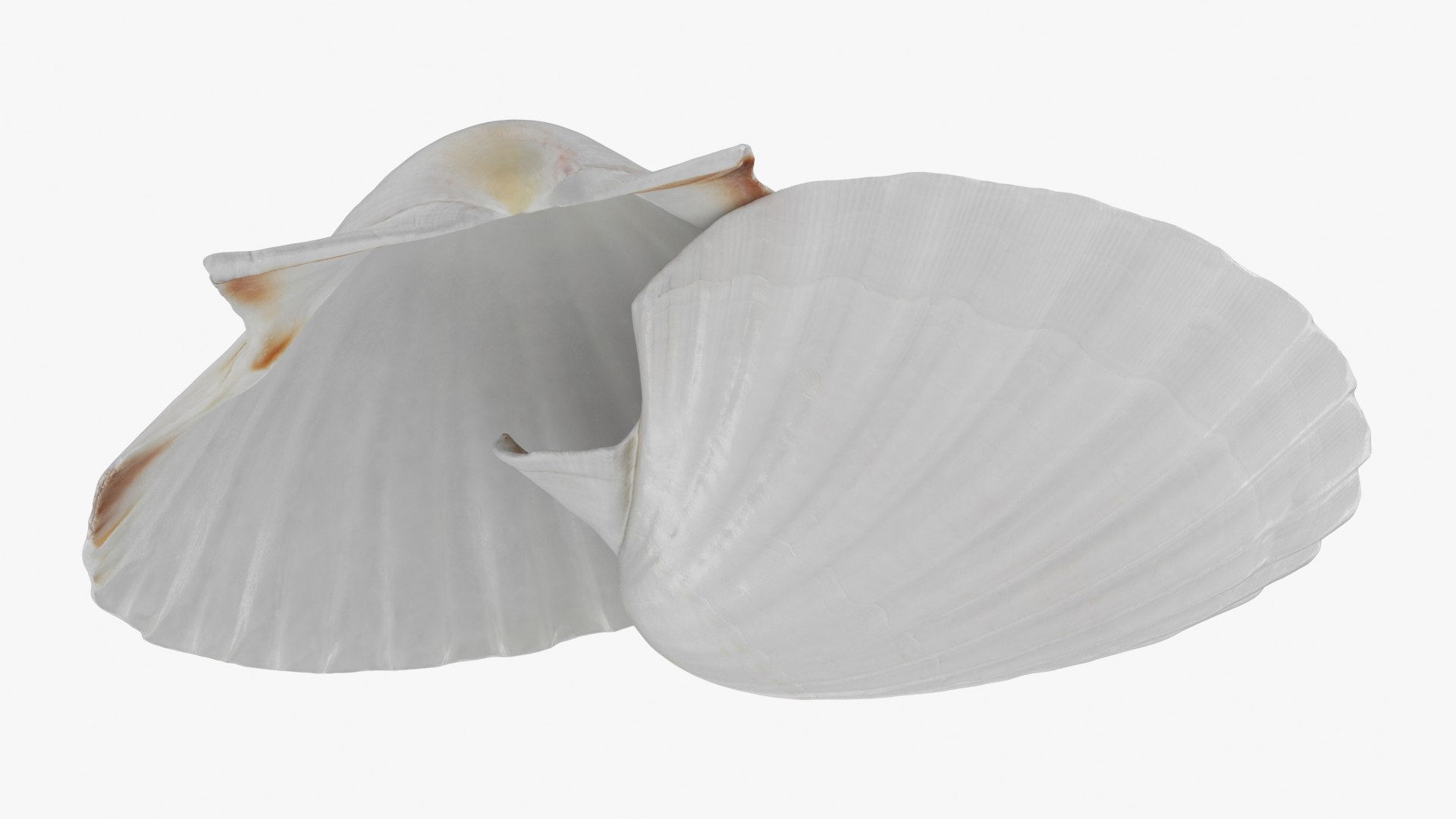 Clam Shell 03 Pose 2 3D - TurboSquid 2269923